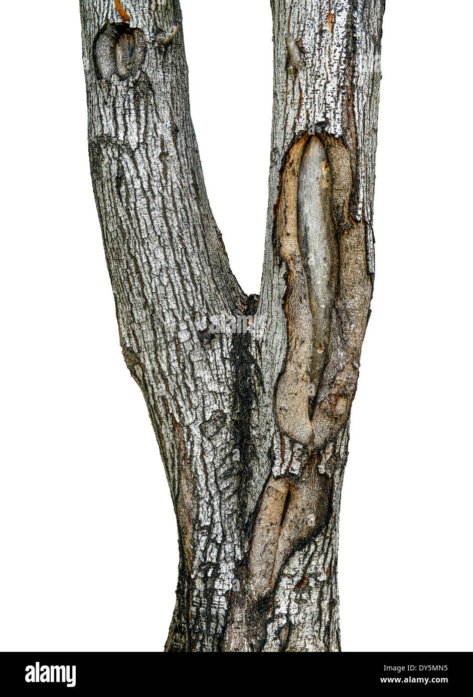 Close up texture of fracture on the tree bark (isolated on a white ...