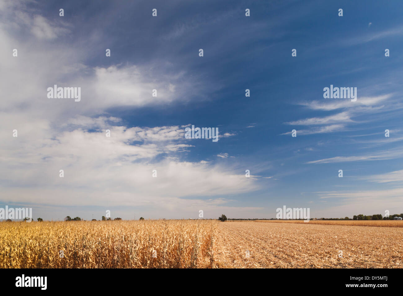 USA, Nebraska, North Platte, wheat field Stock Photo - Alamy