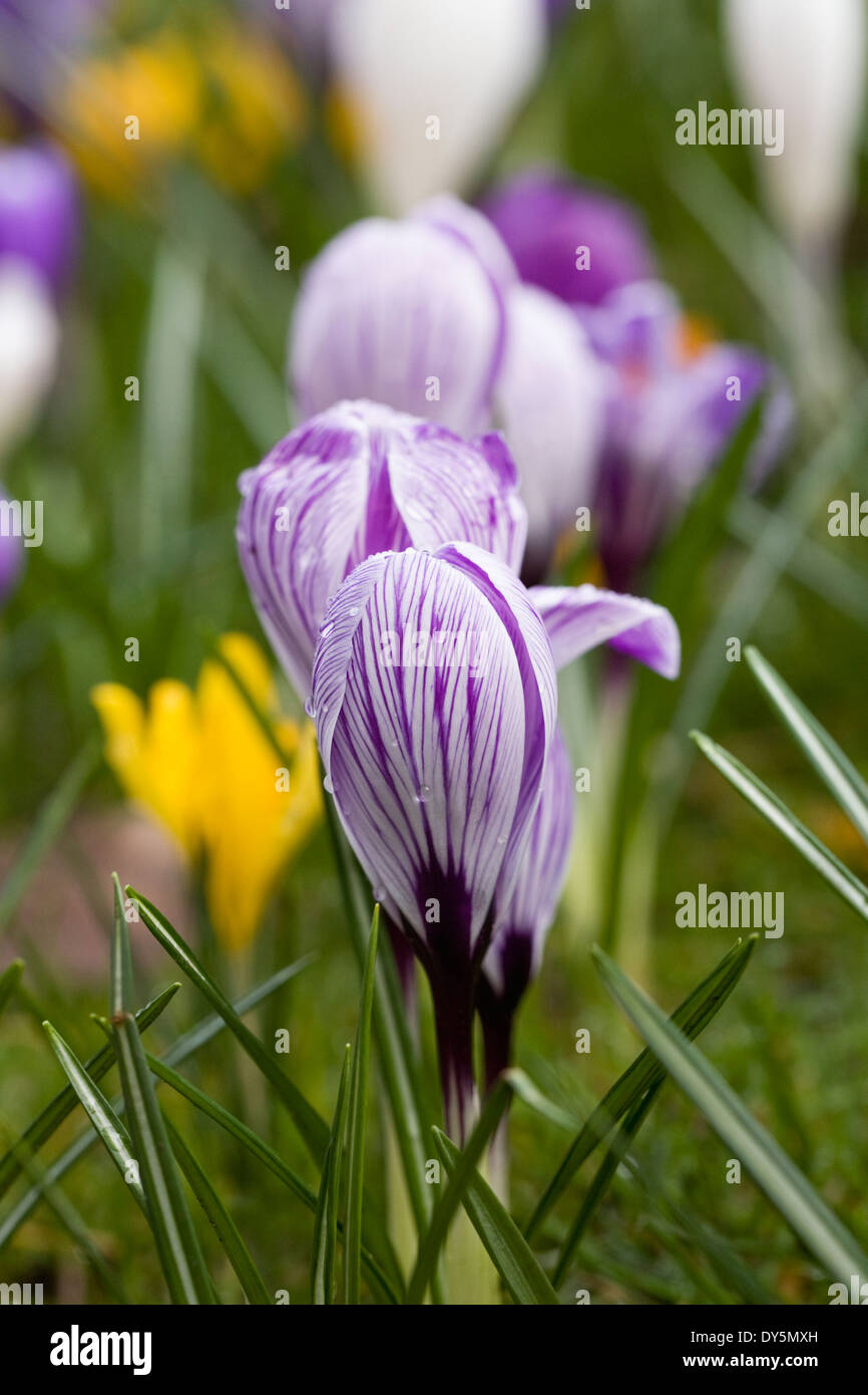 Naturalized bulbs hi-res stock photography and images - Alamy