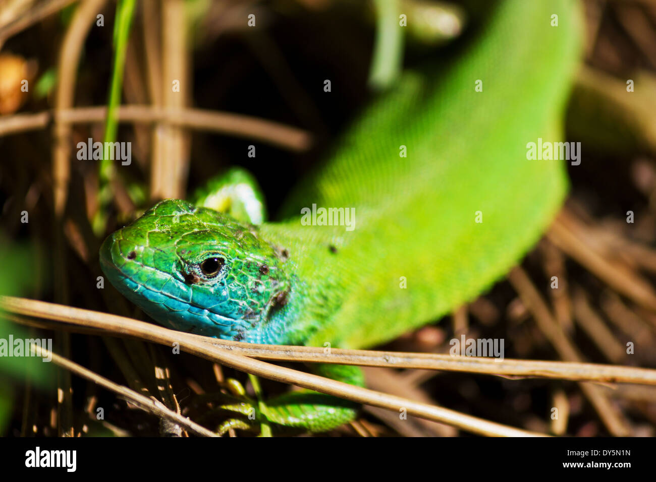 Adaptive radiation hi-res stock photography and images - Alamy
