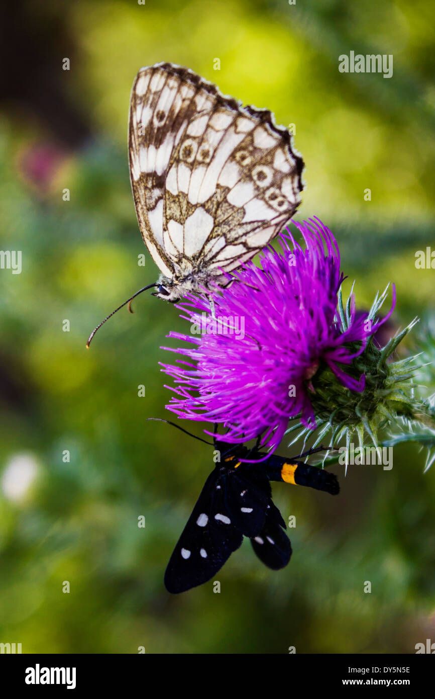 Little butterfly hi-res stock photography and images - Alamy