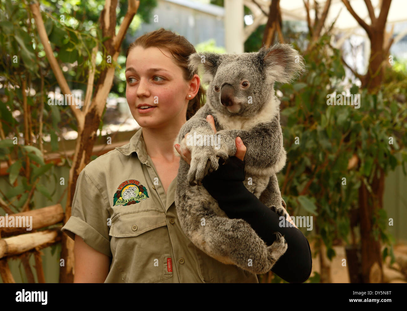 Holding koala hi-res stock photography and images - Alamy
