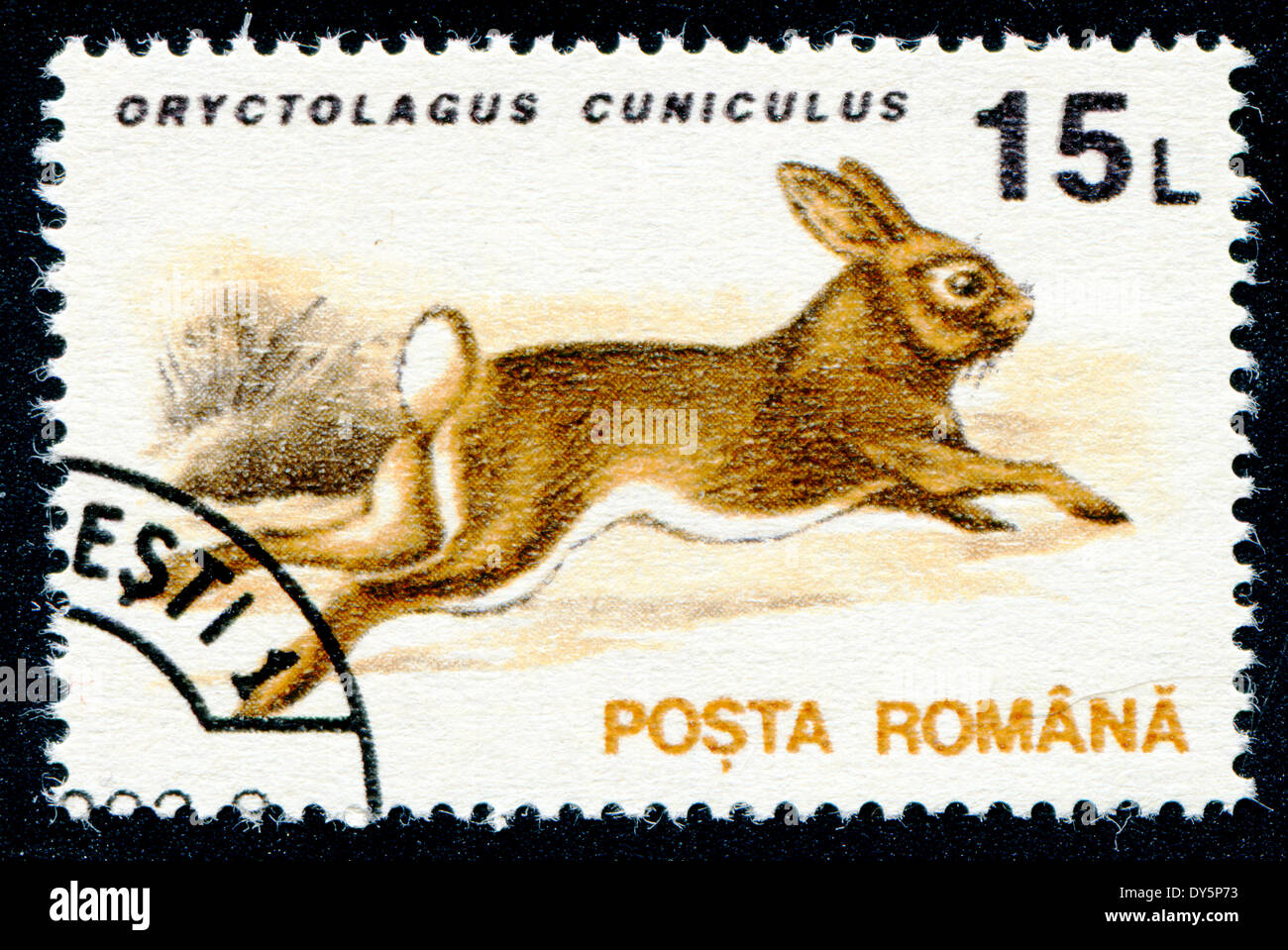 ROMANIA - CIRCA 1993: A stamp printed in Romania shows European Rabbit ...