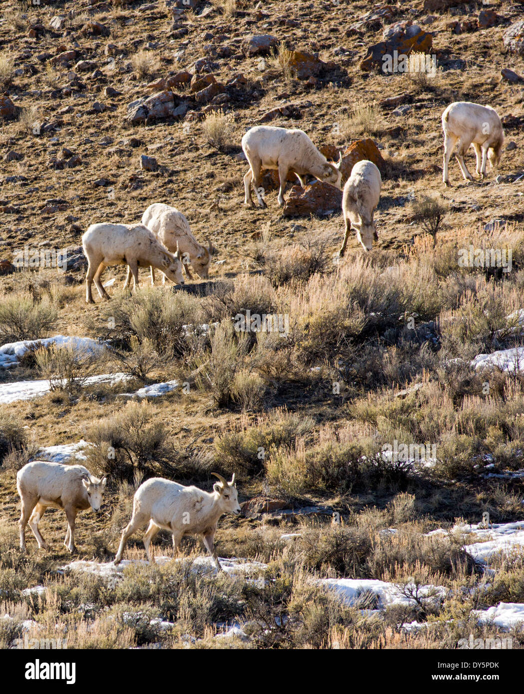 Bighorn Sheep, ewes and lambs, Ovis Canadensis, near Jackson Hole ...
