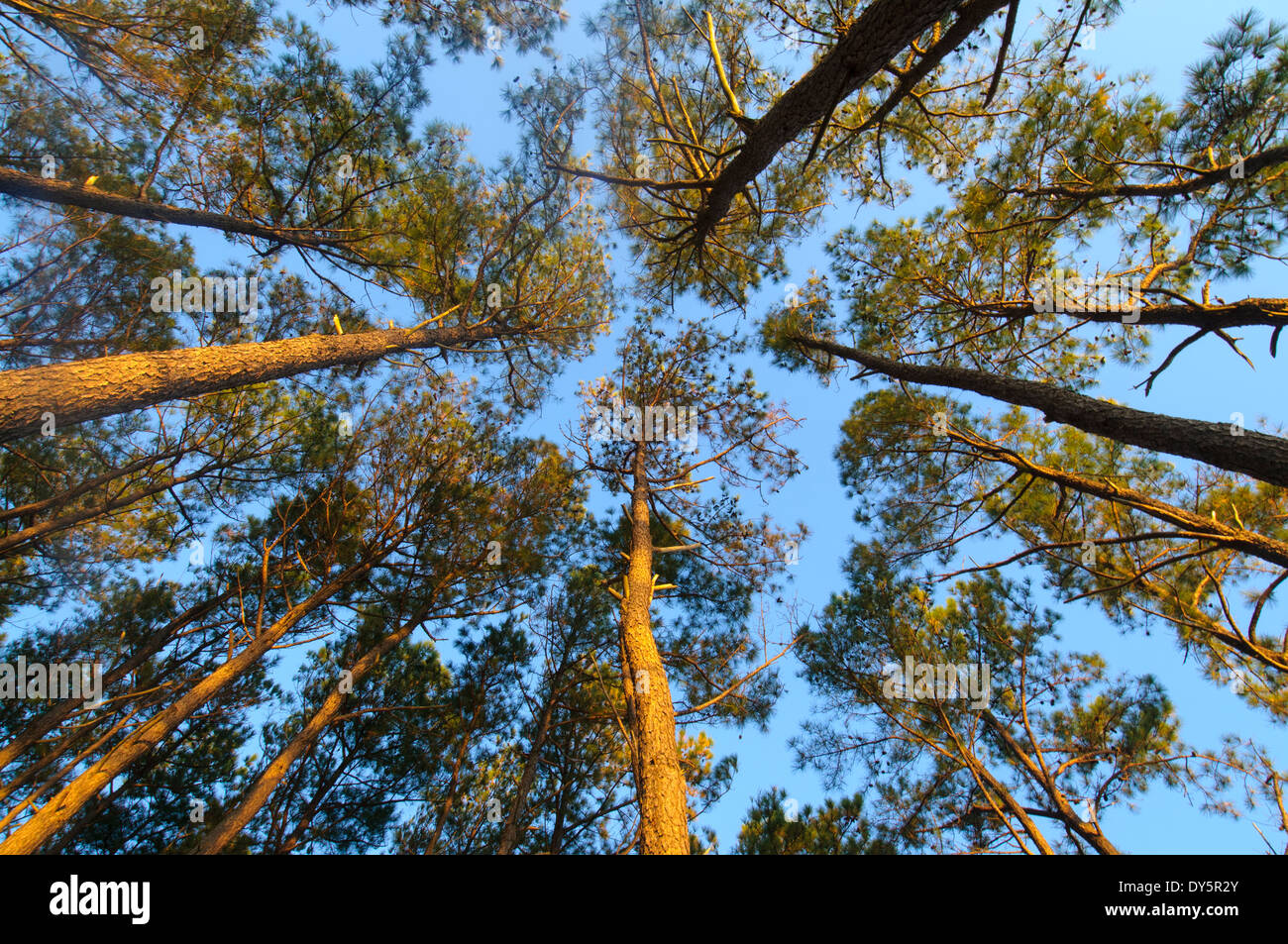 Looking up at tall trees hi-res stock photography and images - Alamy