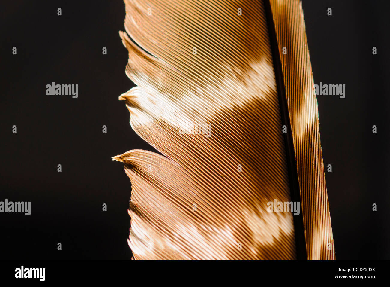 Eagle feather texture hi-res stock photography and images - Alamy