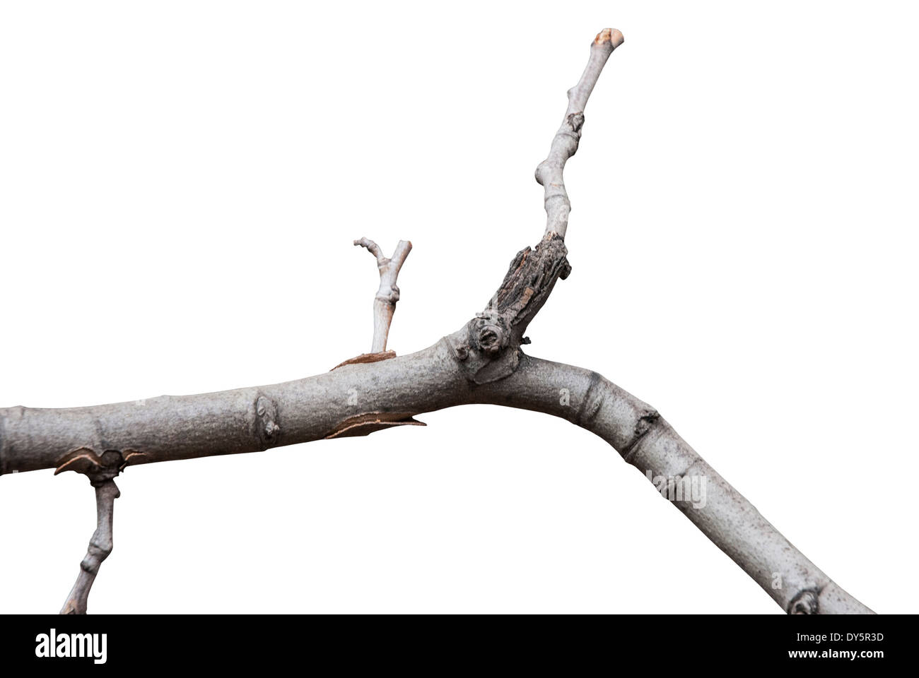 Tree branch twig Stock Photo - Alamy