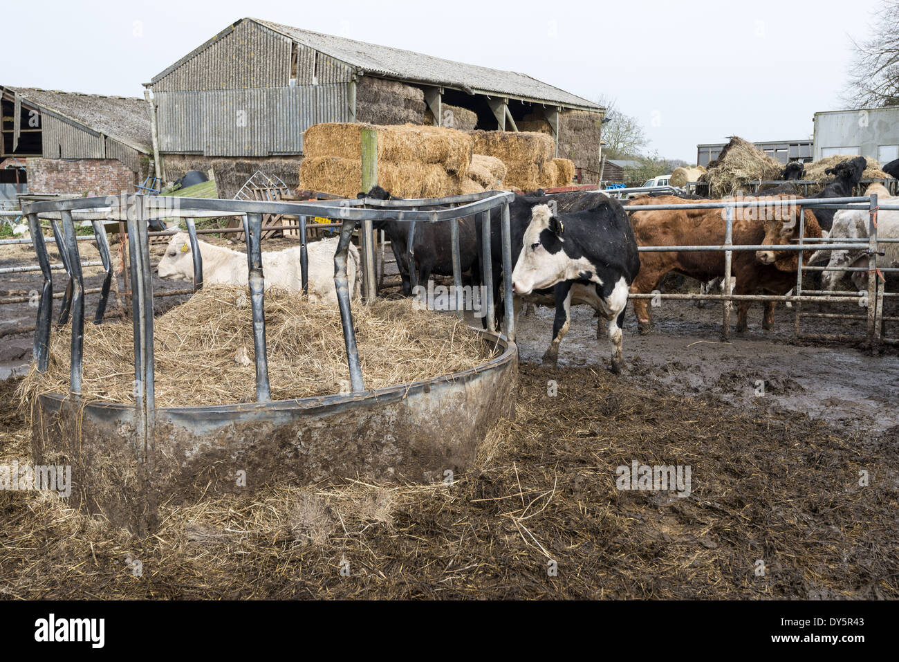 Cattle farm near Brockenhurst in the New Forest Hampshire England UK ...