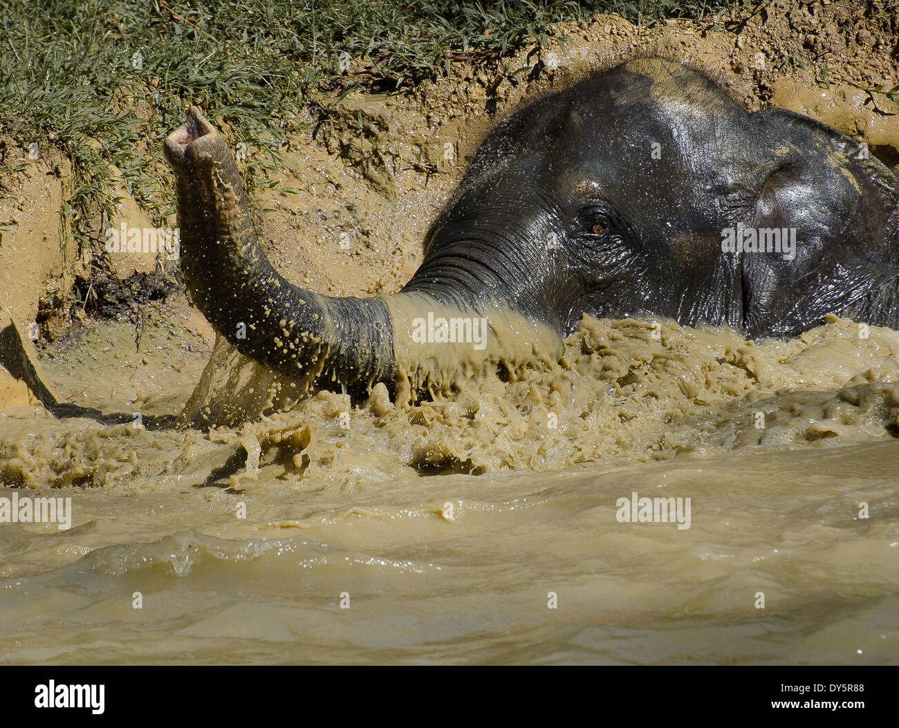 Elephant swimming hi-res stock photography and images - Alamy