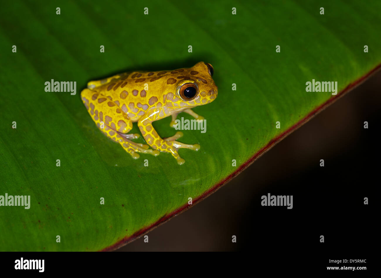 Variable clown tree frog hi-res stock photography and images - Alamy