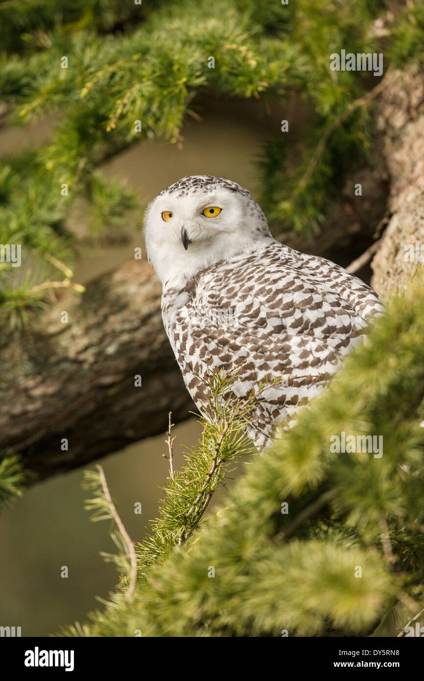 Adult Snowy Owl (Bubo scandiacus) in a fir tree (Abies Stock Photo - Alamy