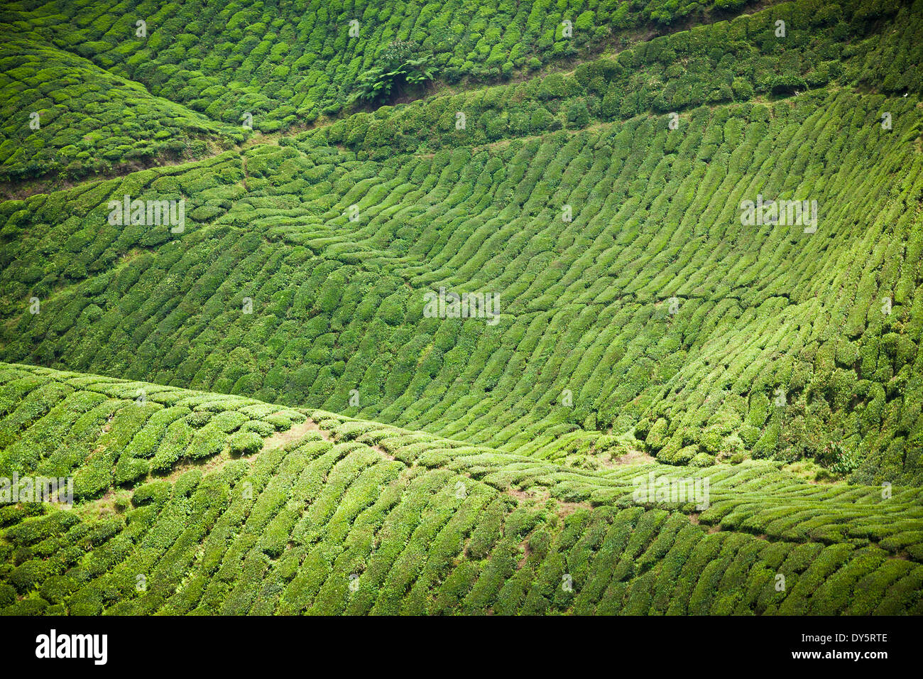 cameron highlands tea plantation Stock Photo - Alamy