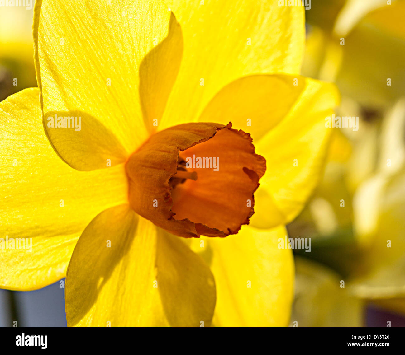Daffodil garden hi-res stock photography and images - Alamy