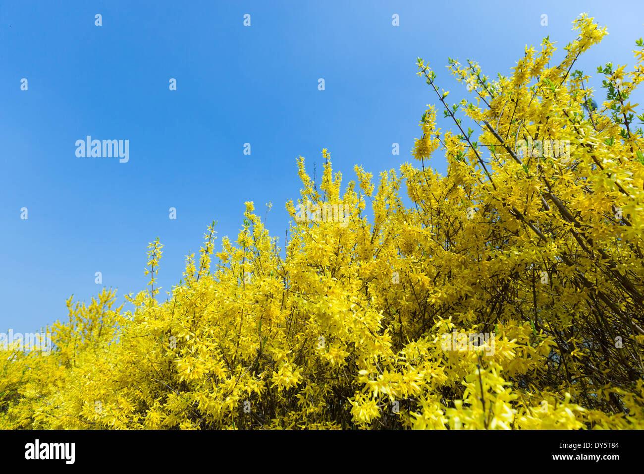 Zlaty dest hi-res stock photography and images - Alamy