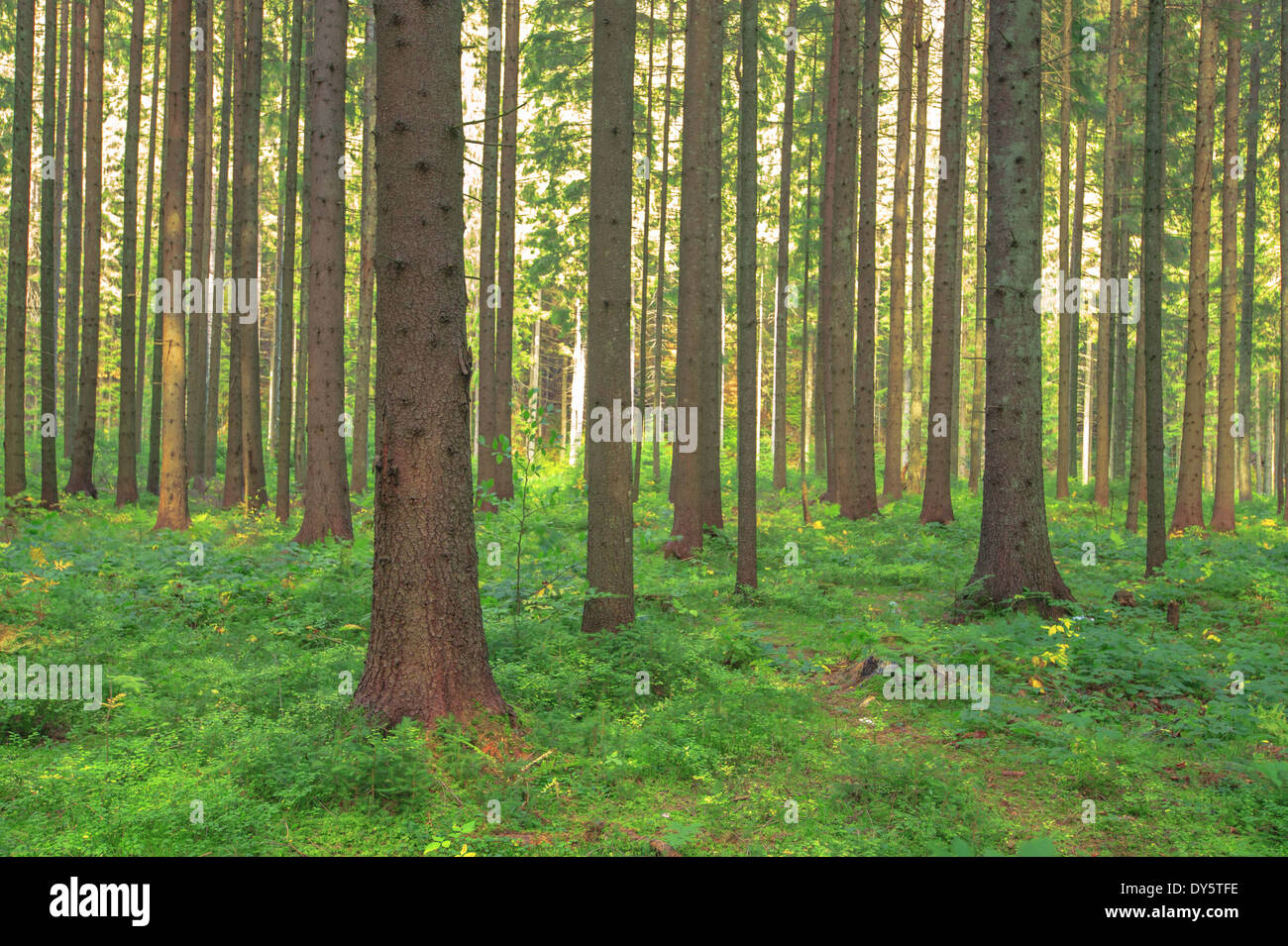 fairy tale fir tree forest Stock Photo - Alamy