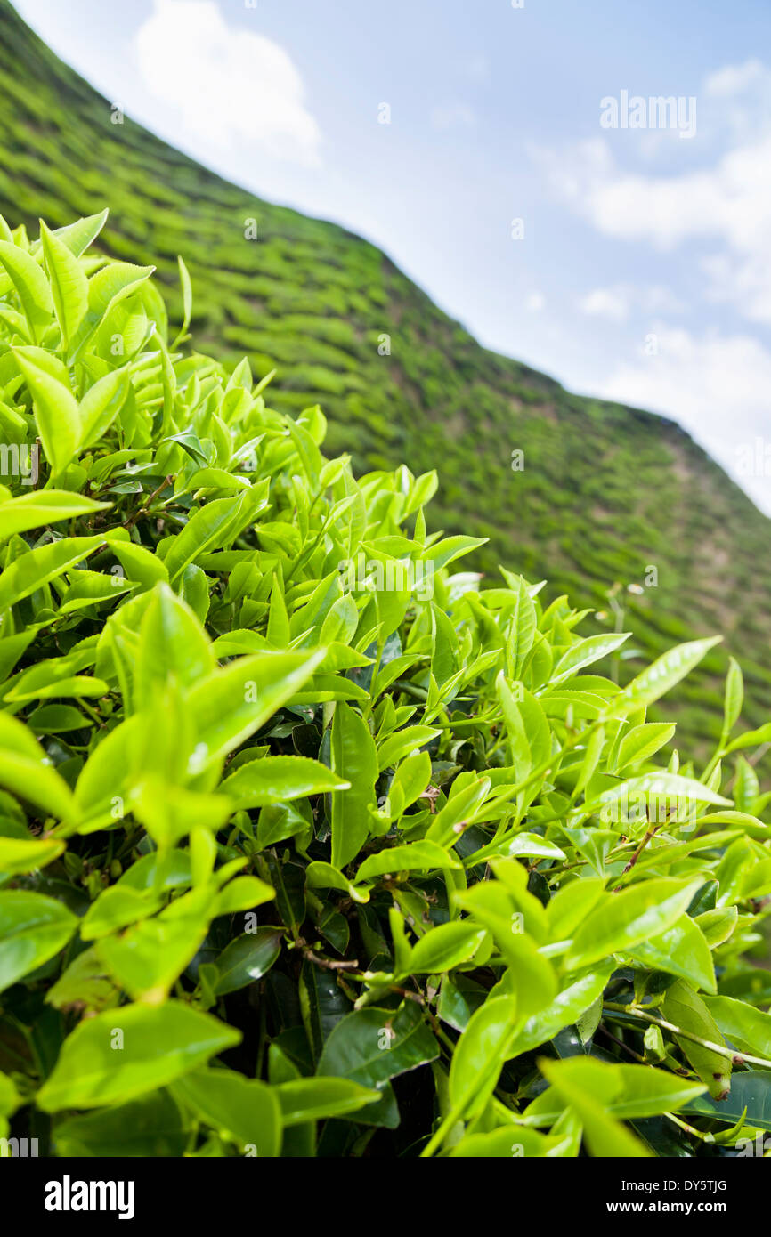 cameron highlands tea plantation Stock Photo - Alamy