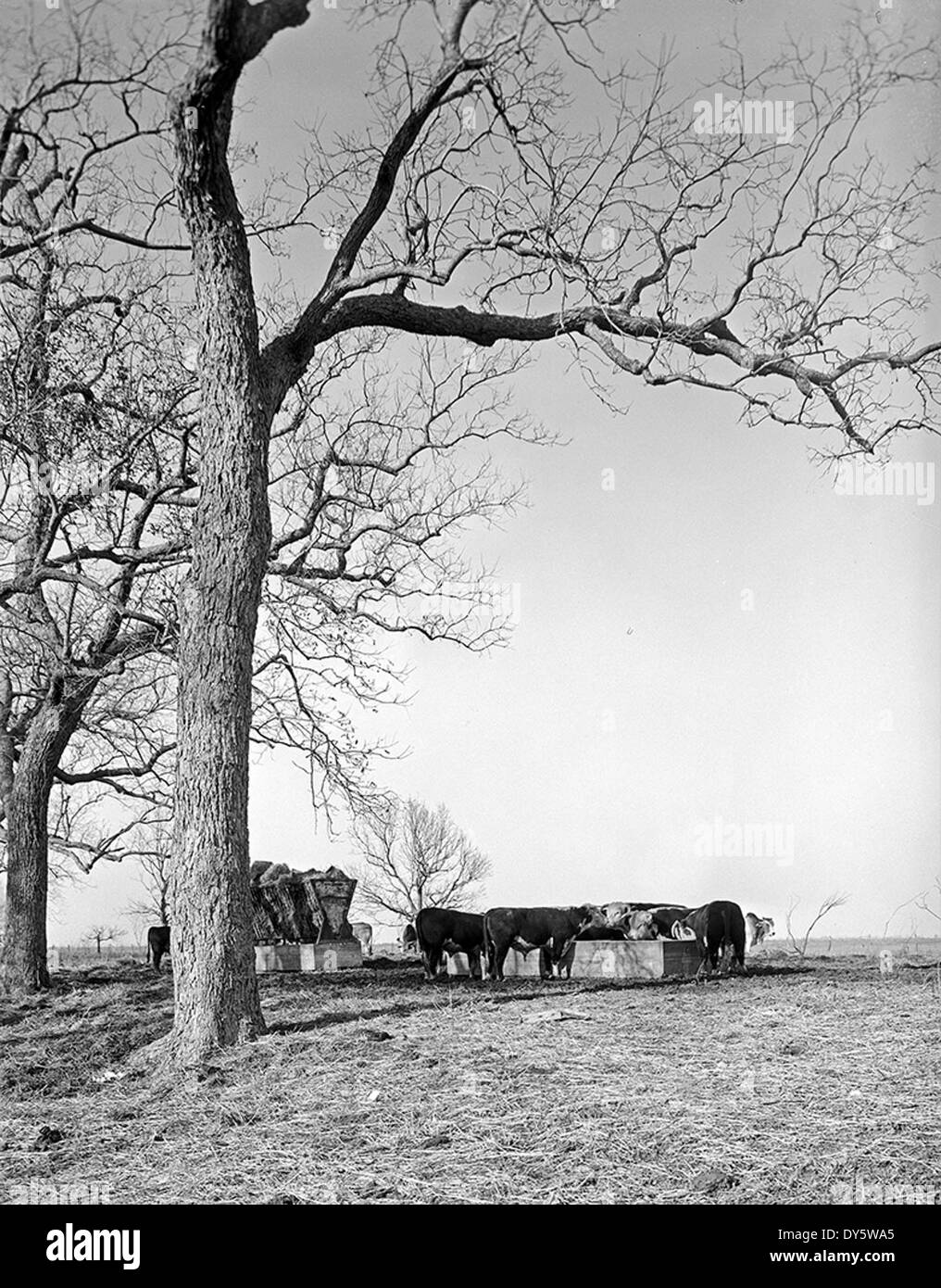 This image from Abercrombie Ranch shows cattle being fed at troughs ...