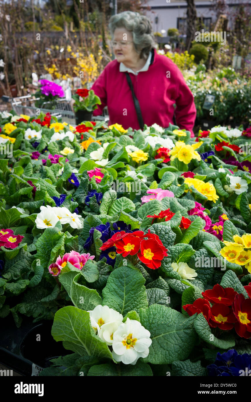 Multi-coloured primrose plants for sale in a garden centre Stock Photo ...