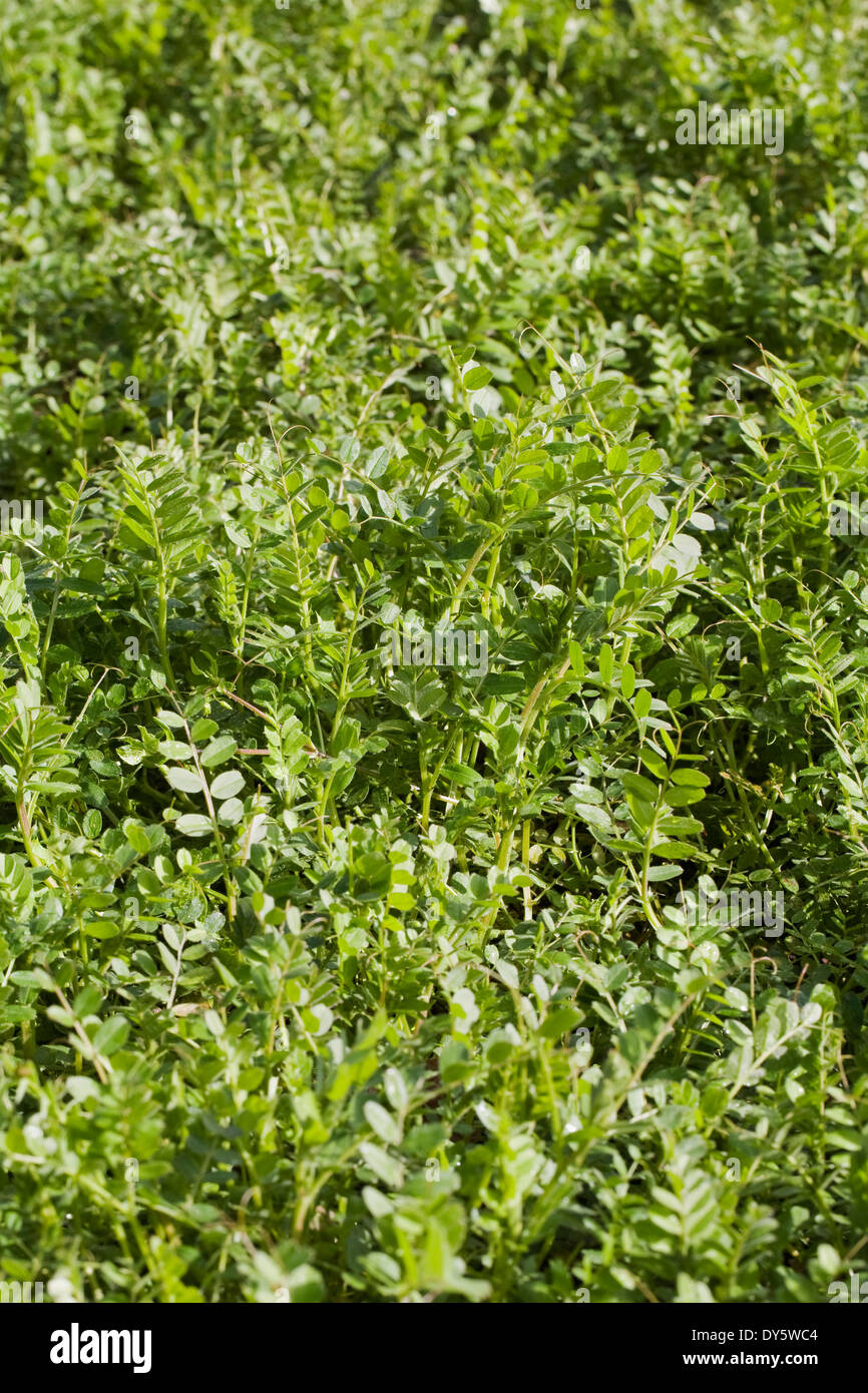 Tares High Resolution Stock Photography and Images - Alamy