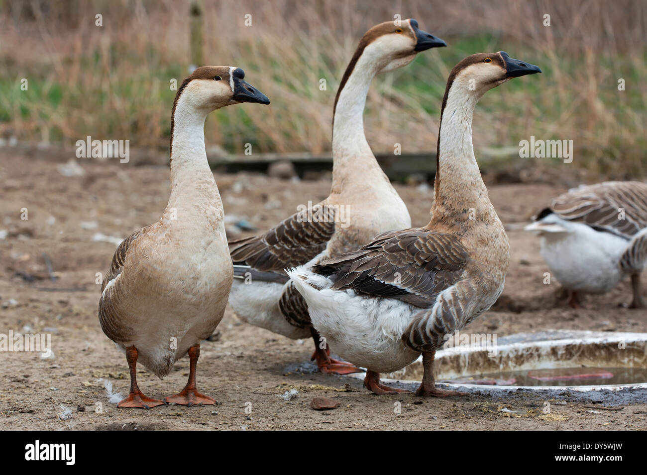 Black neck geese hi-res stock photography and images - Alamy