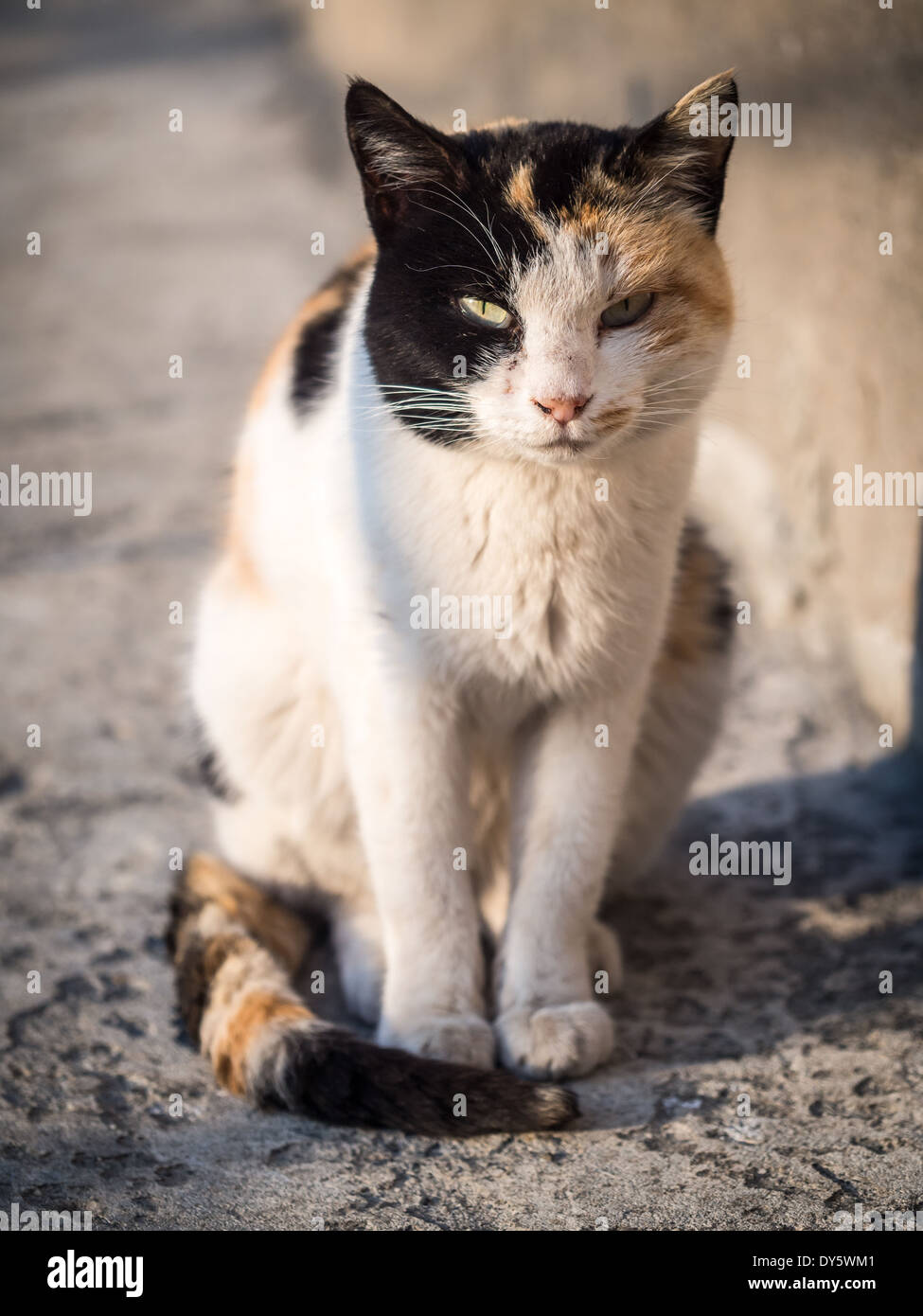 Street calico cat in Sighnaghi, Georgia Stock Photo - Alamy