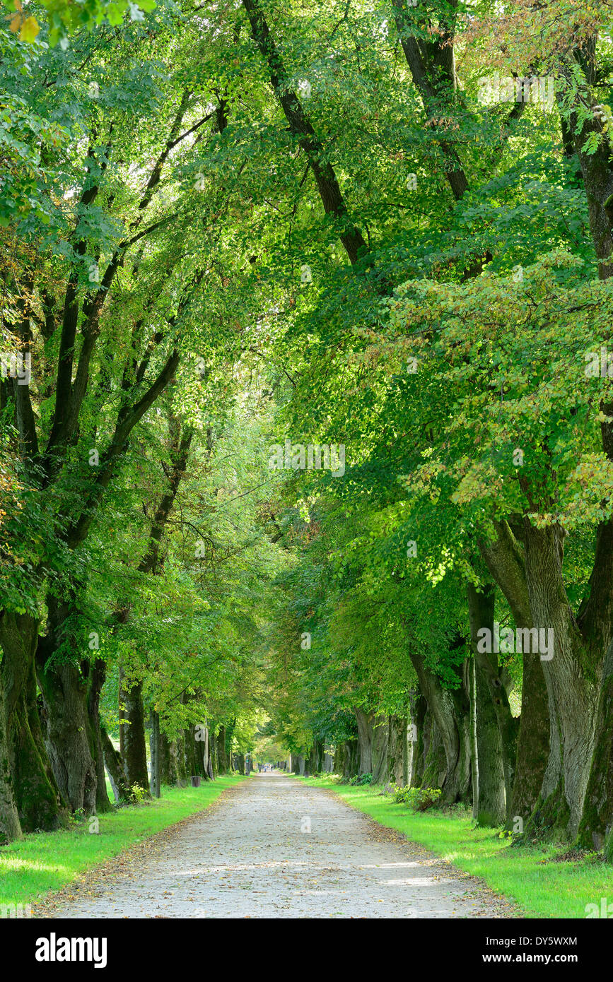 Road tree lined avenue hi-res stock photography and images - Alamy