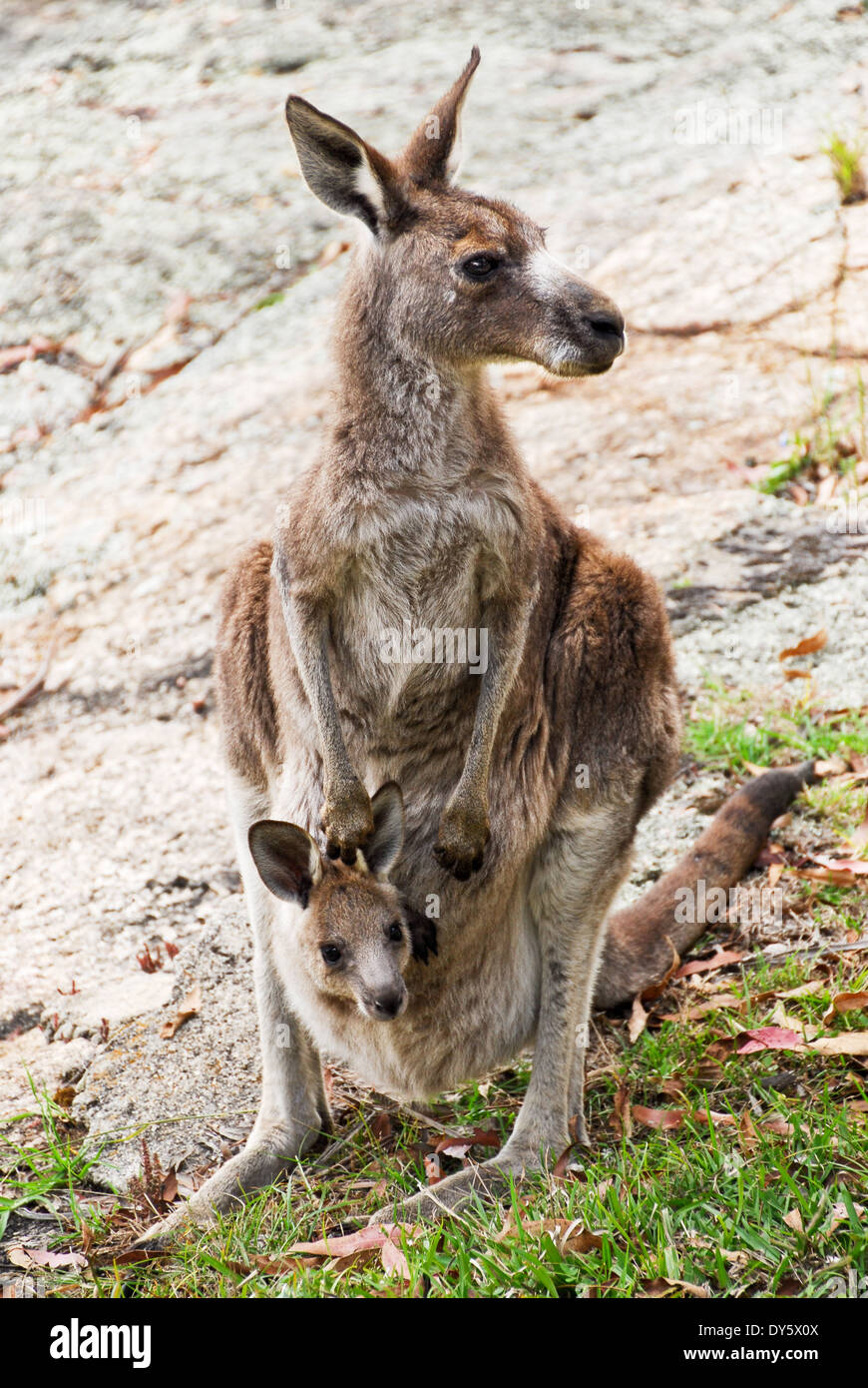 A kangaroo with a joey Stock Photo - Alamy