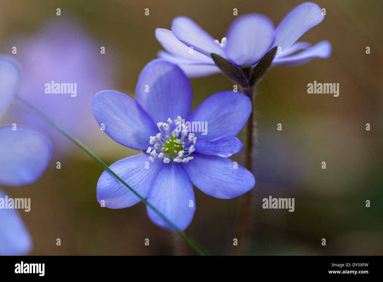 Hepatica hi-res stock photography and images - Alamy