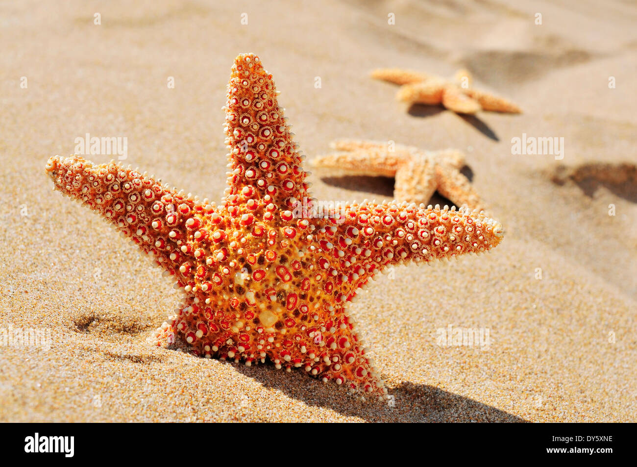 Starfishes hi-res stock photography and images - Alamy