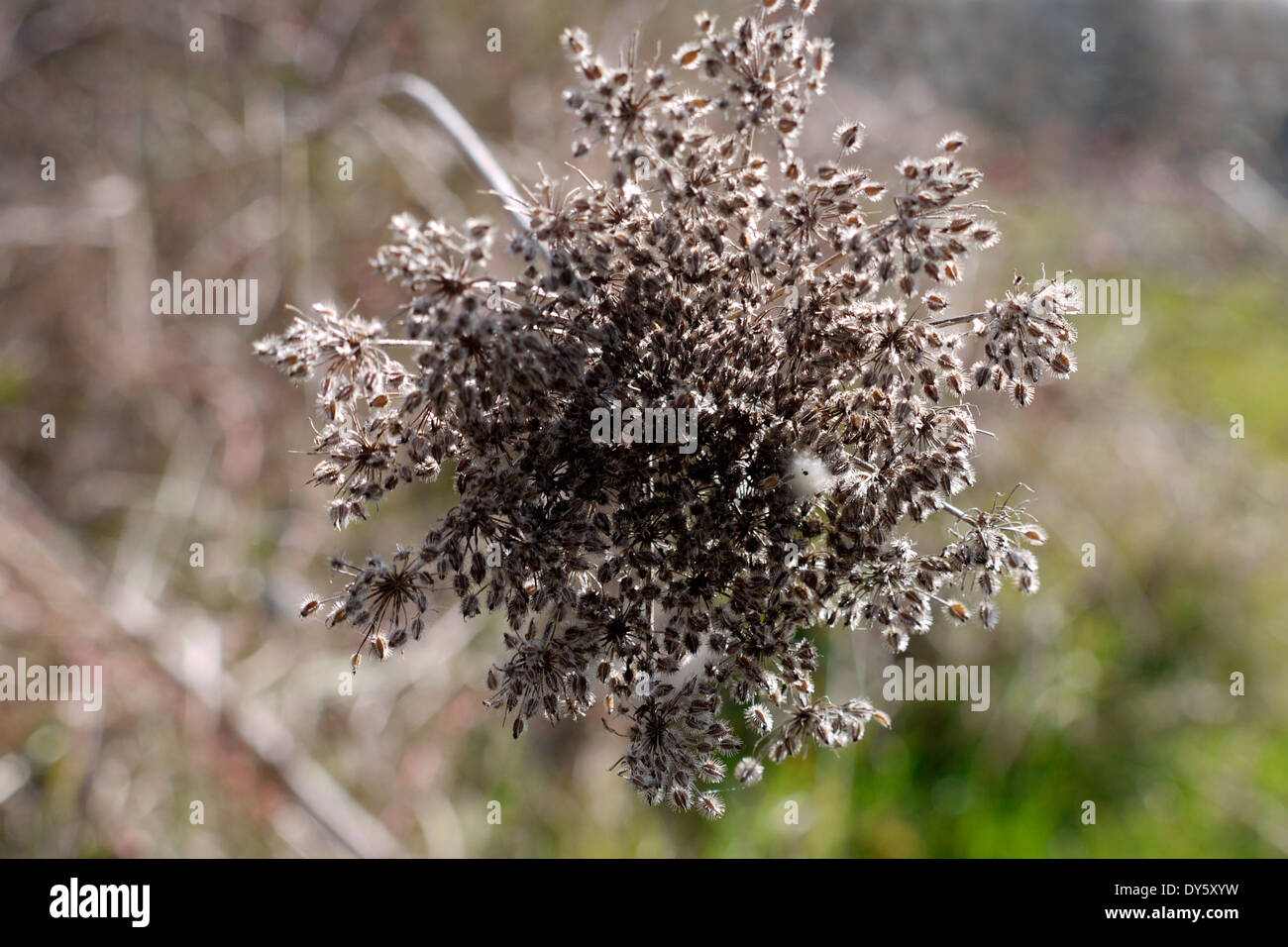 Queen Anne Lace Weed