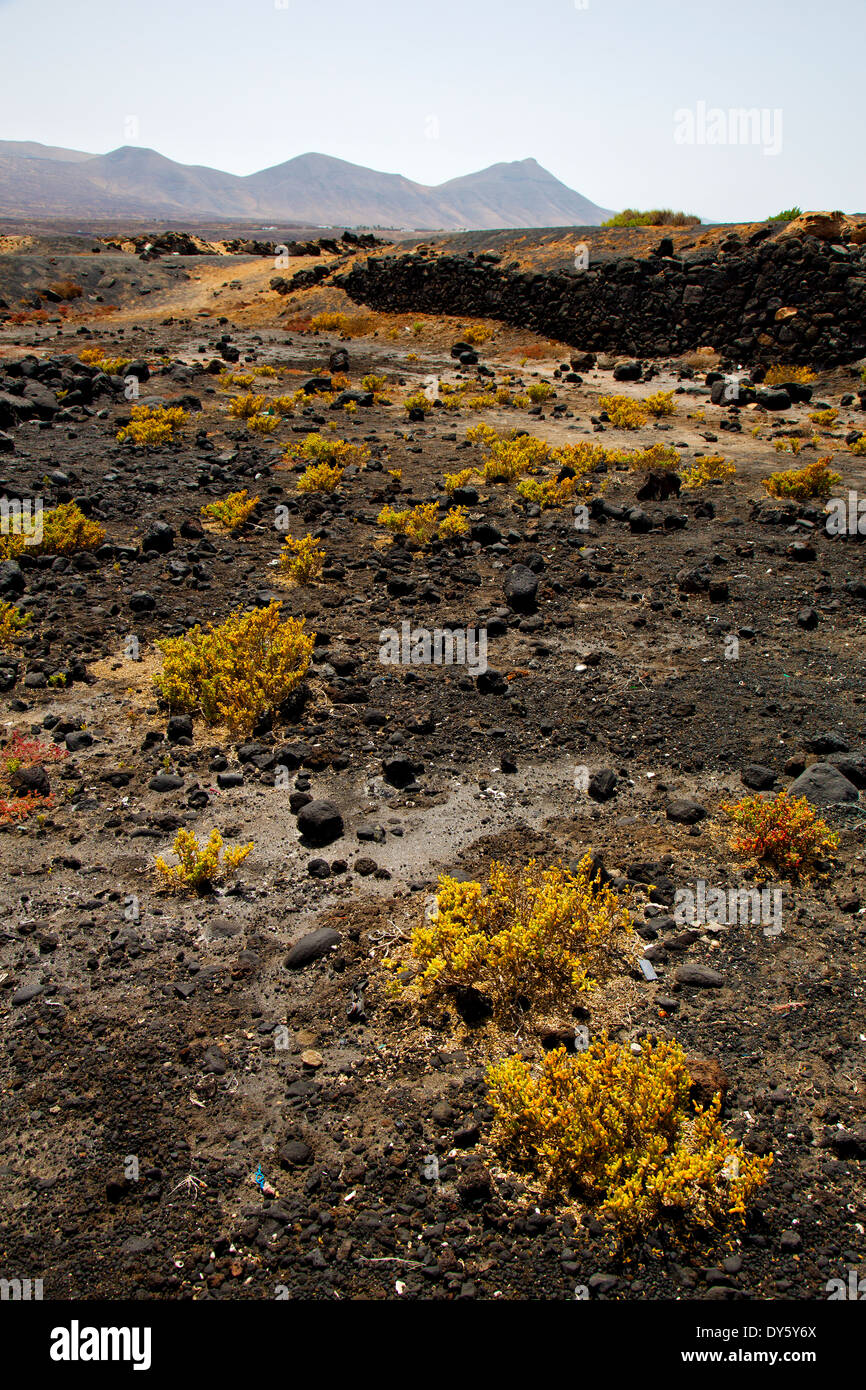 plant flower bush timanfaya in los volcanes volcanic rock stone sky ...