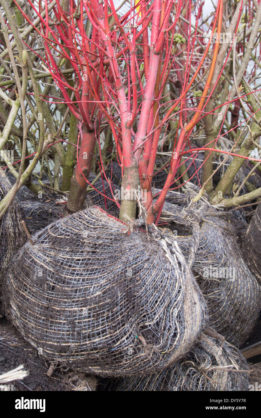 Shrub Root Stock Photos & Shrub Root Stock Images - Alamy