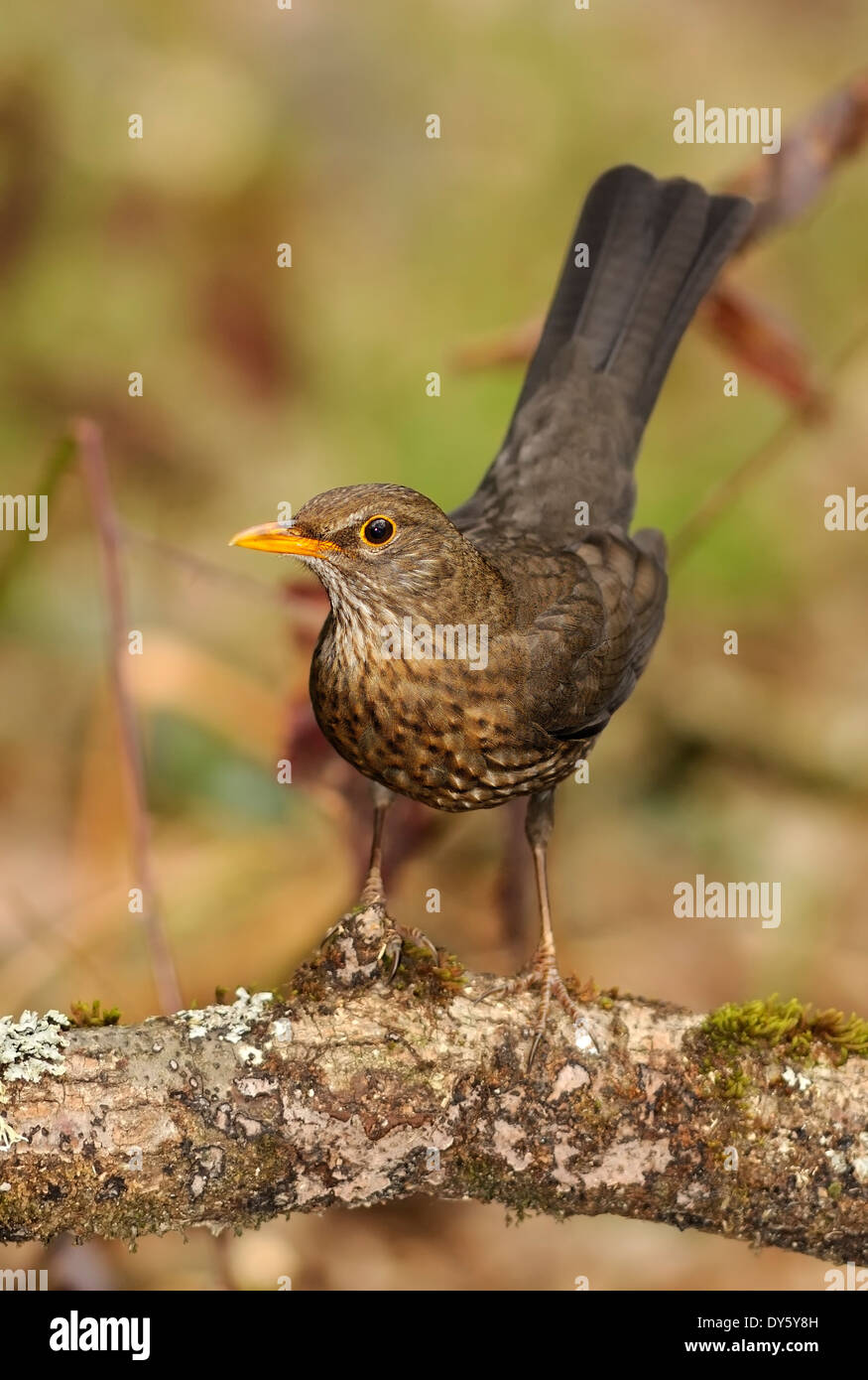 Vertical portrait of Common Blackbird, Turdus merula (Turdidae), female ...