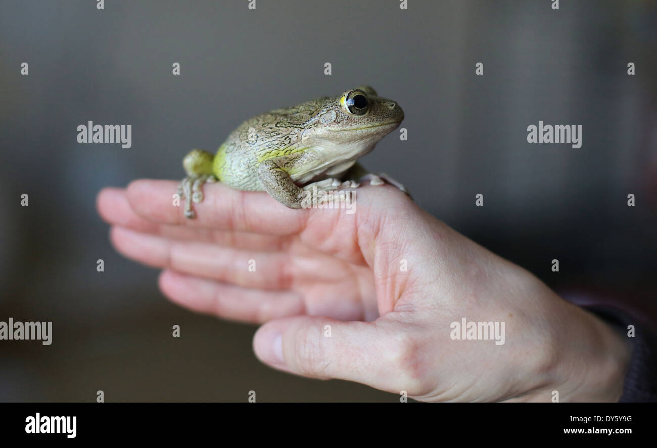 A Cuban tree frog resting on a person's hand Stock Photo - Alamy