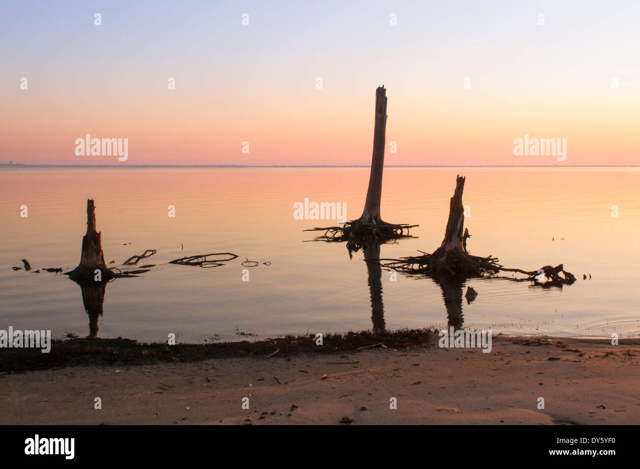 Drowning trees hi-res stock photography and images - Alamy