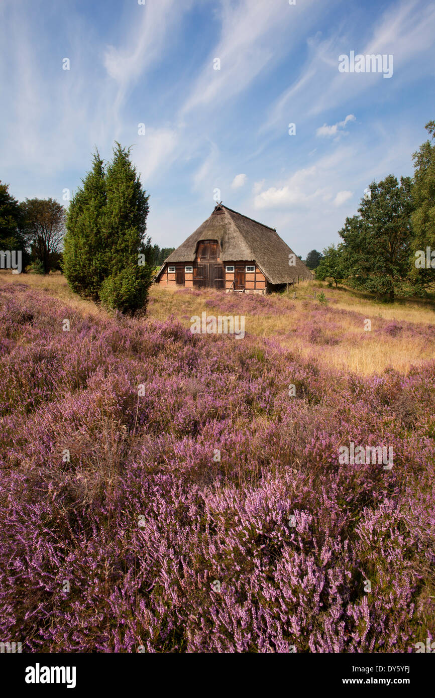 Lueneburger heide hi-res stock photography and images - Alamy