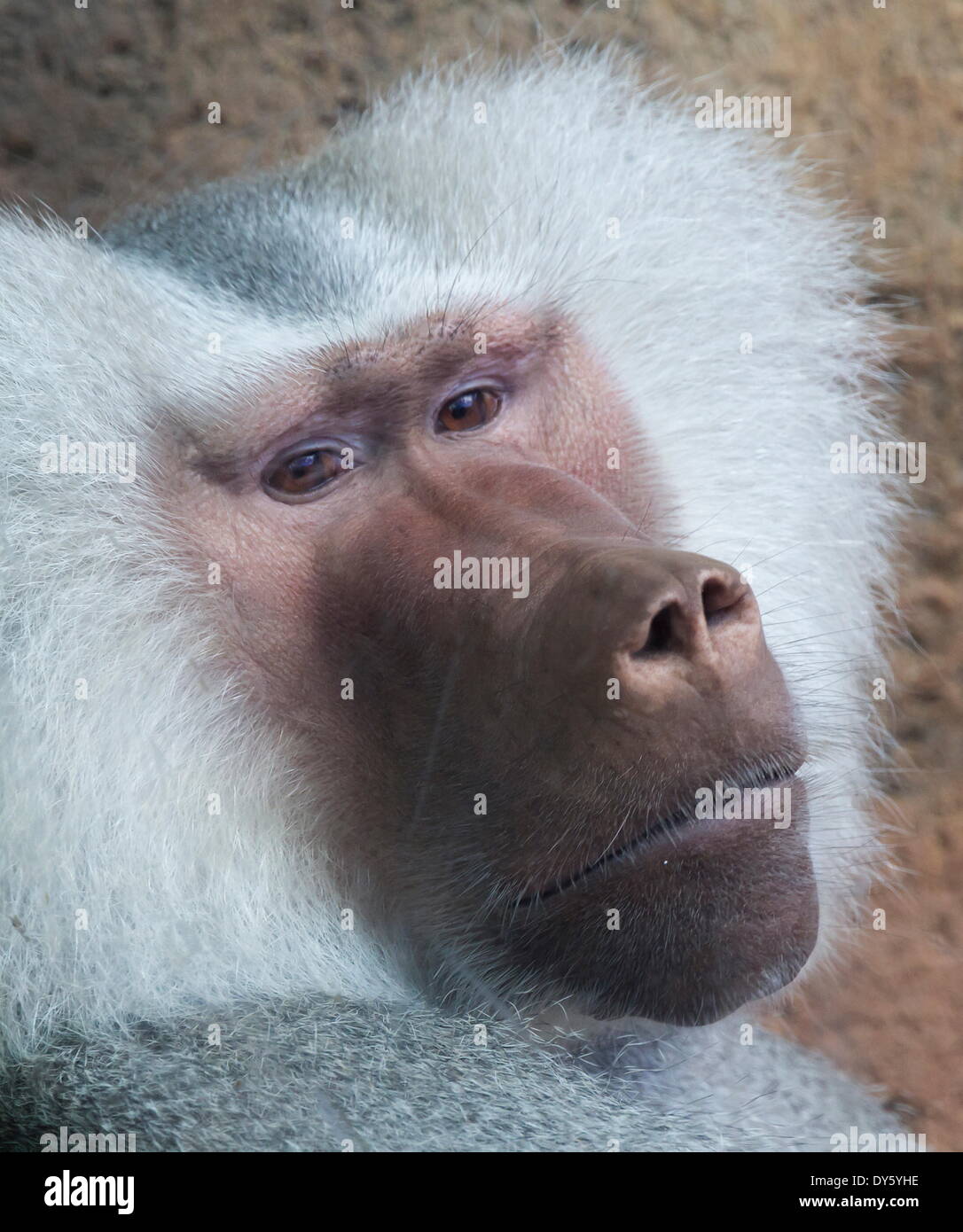 Hamadryas Baboon High Resolution Stock Photography and Images - Alamy