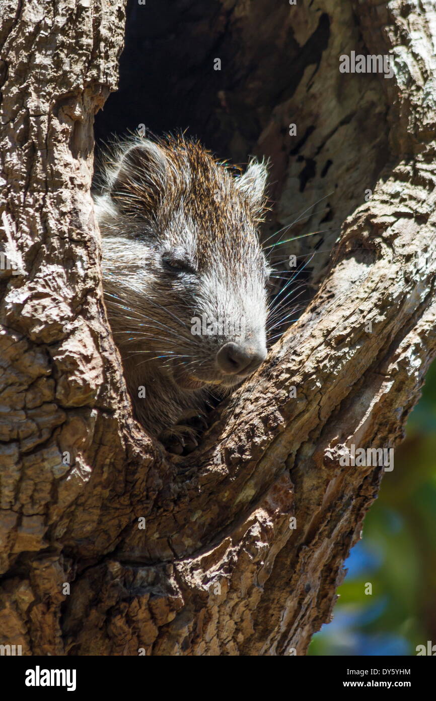 Tree rat (Desmarest's Hutia), Cuba, West Indies, Caribbean, Central ...