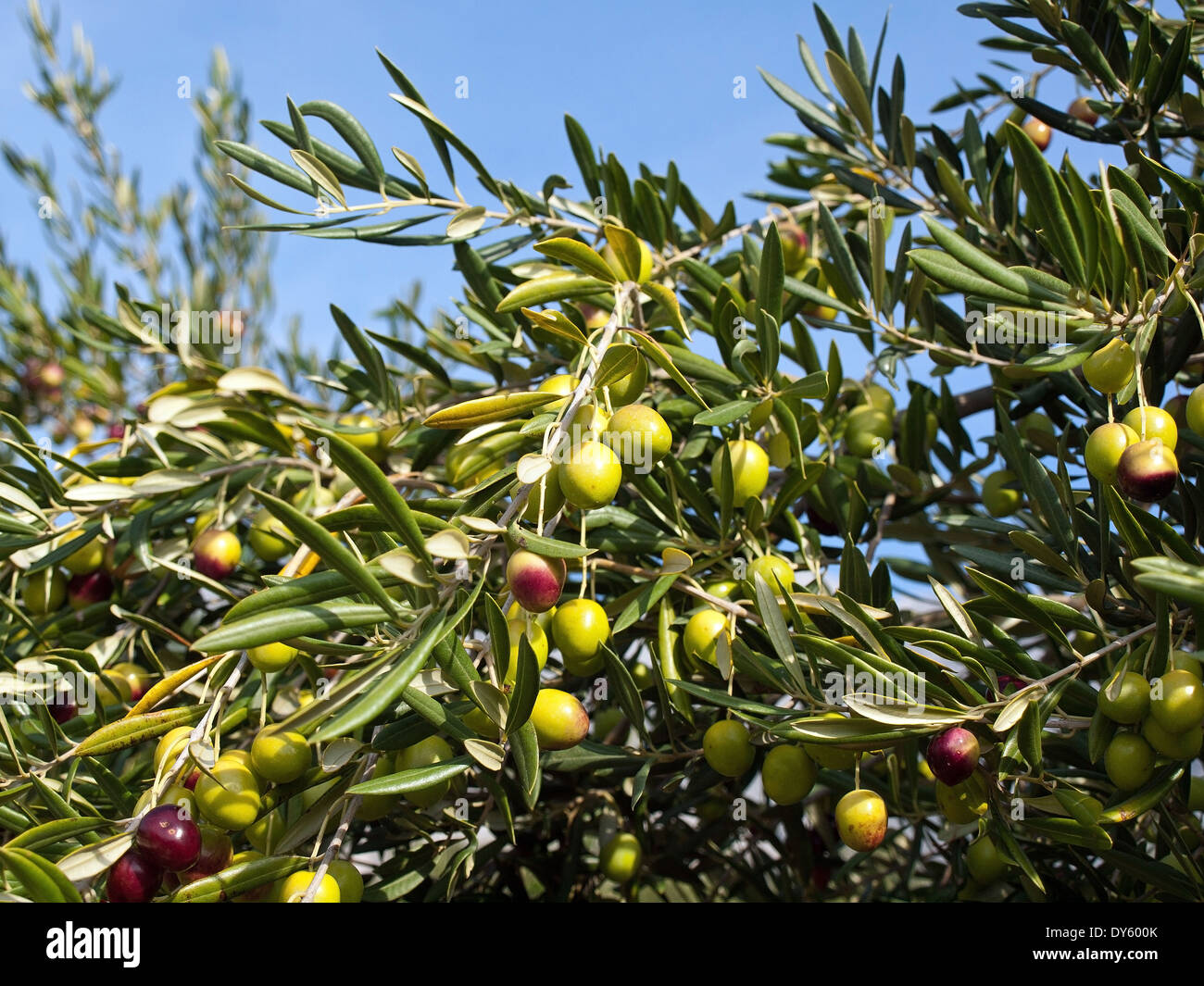 Olive tree with many colorful fruits Stock Photo - Alamy