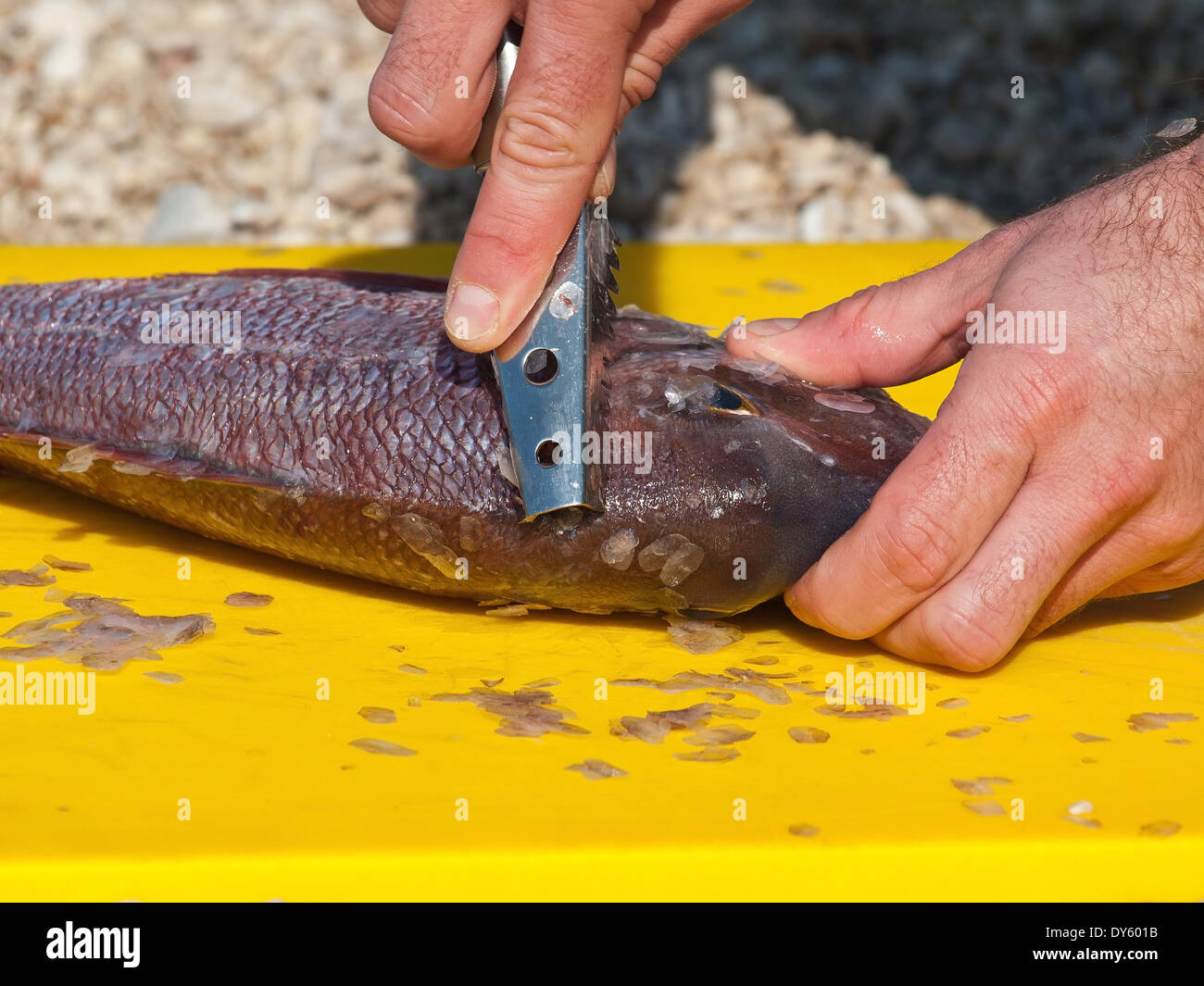 Cleaning dentex fish at beach close up Stock Photo - Alamy