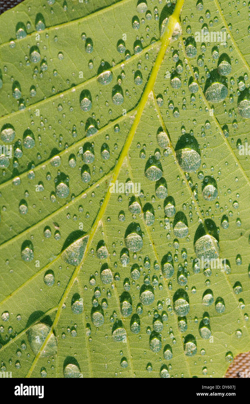 Water drops on green tree leaf Stock Photo - Alamy