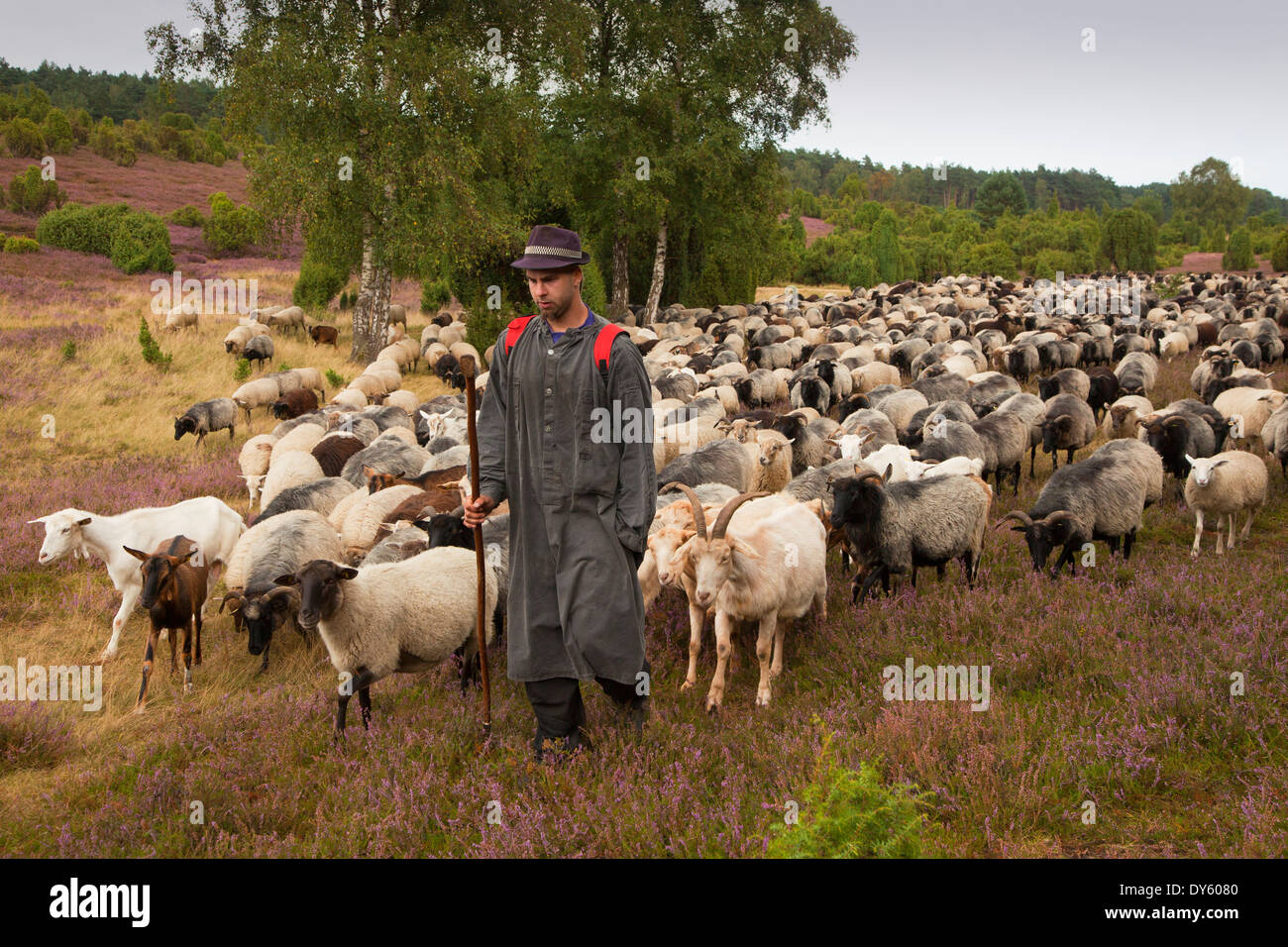 Shepherd with flock of sheep at Lueneburg Heath, Lower Saxony, Germany ...