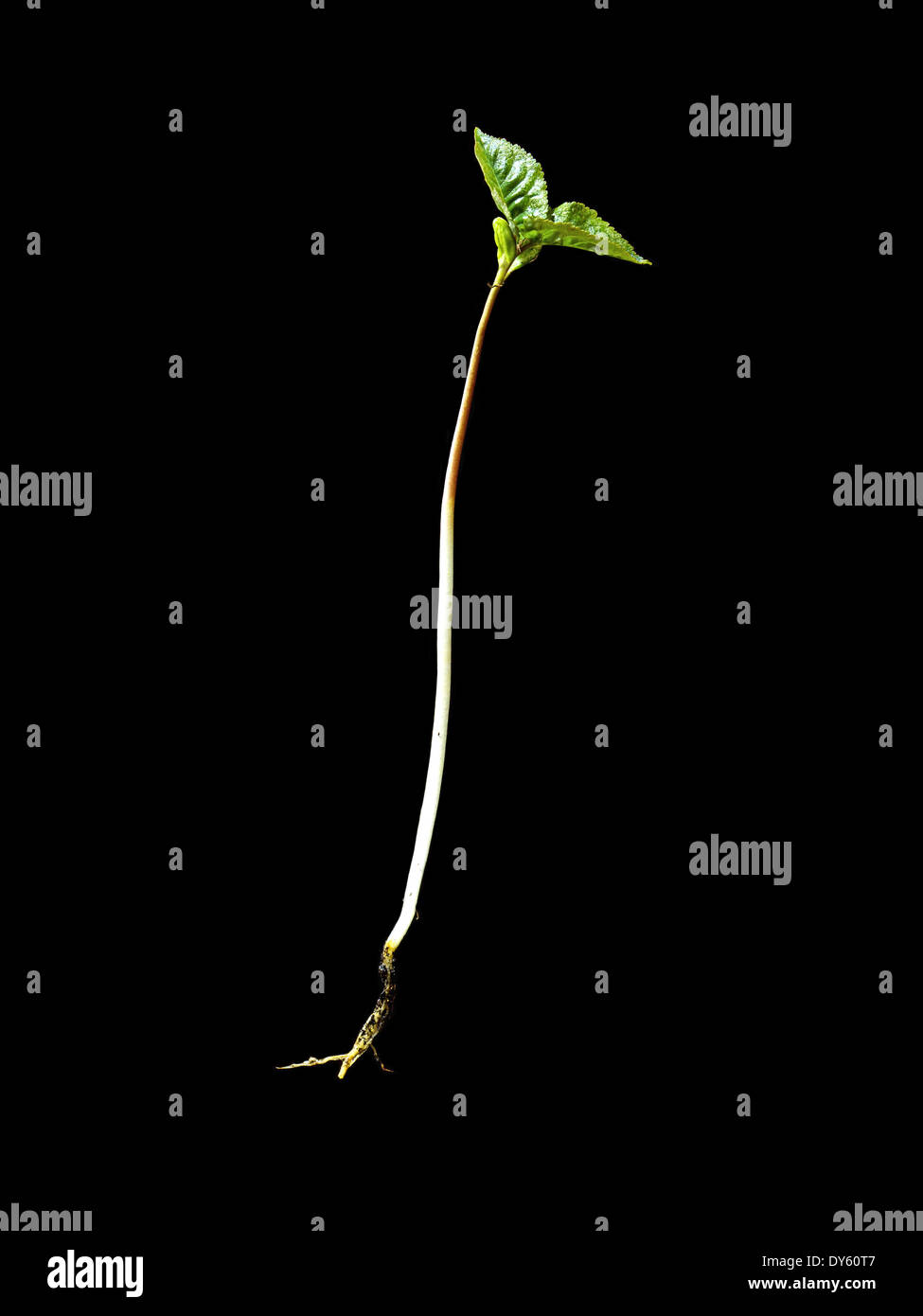 Young hazel sprout - shot over black background Stock Photo - Alamy