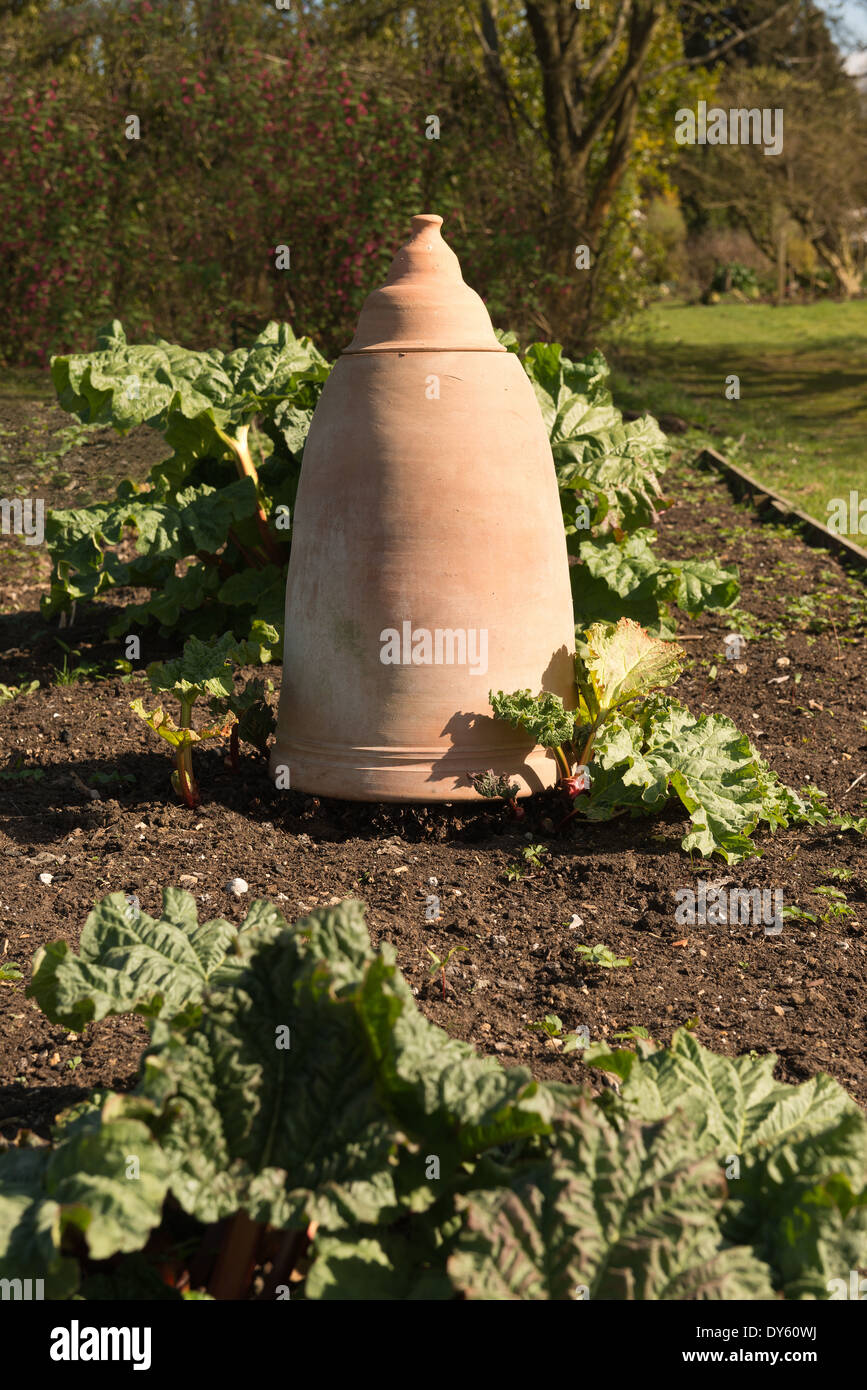 Attractive large Victorian traditional style rhubarb forcer terracotta ...