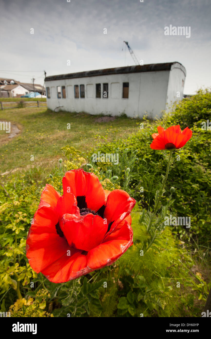 East Sussex, Rye, poppies growing in untended garden of old railway ...