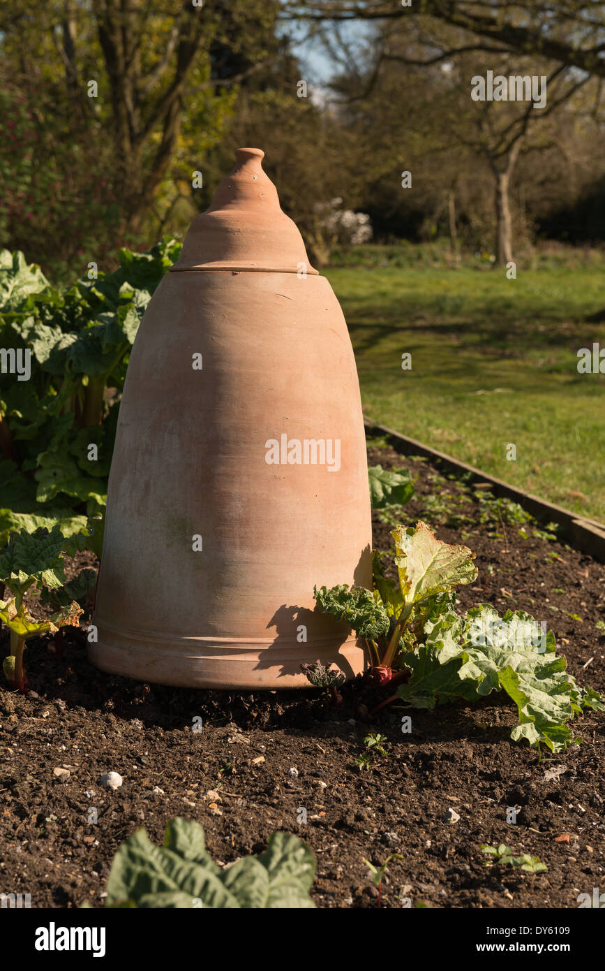 Attractive large Victorian traditional style rhubarb forcer terracotta ...