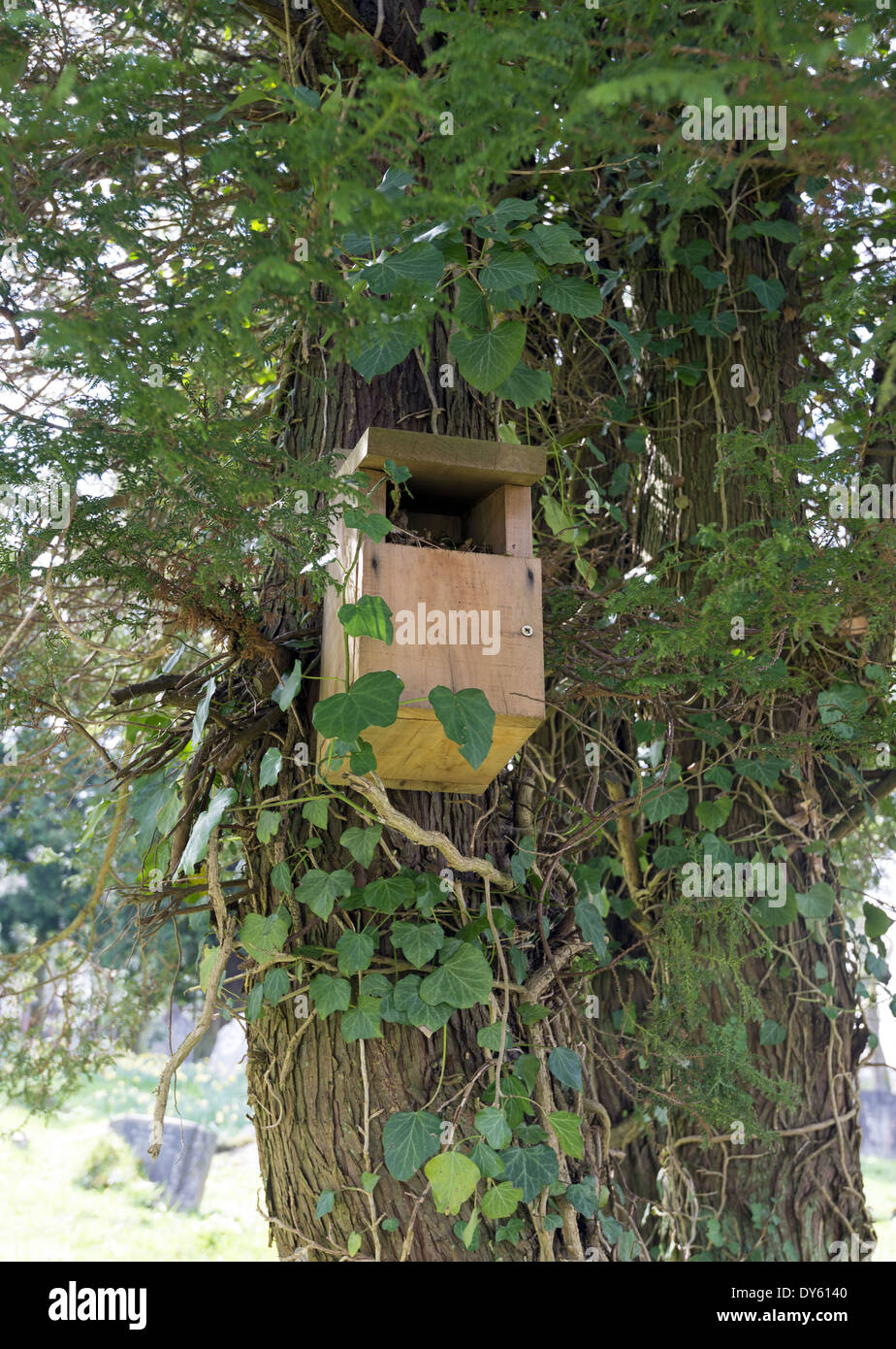 Wooden bird box in large pine tree in the New Forest, England, UK Stock ...