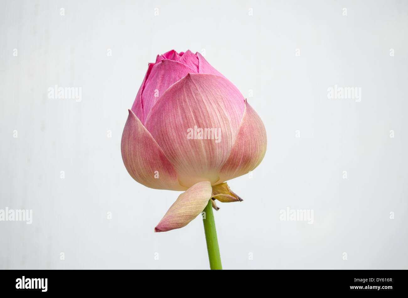 Pure wh hi-res stock photography and images - Alamy