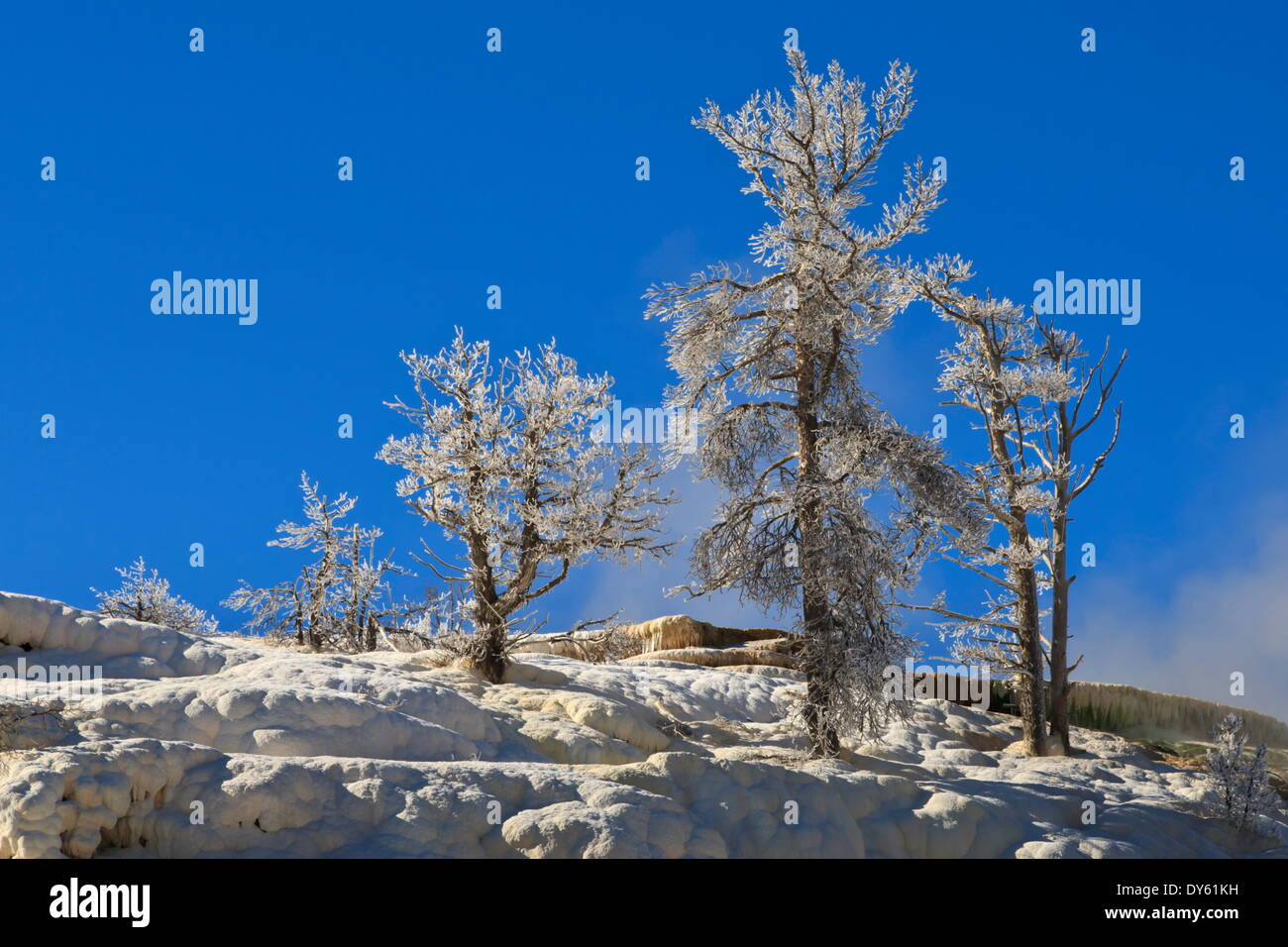 Dead tree in snow usa hi-res stock photography and images - Alamy