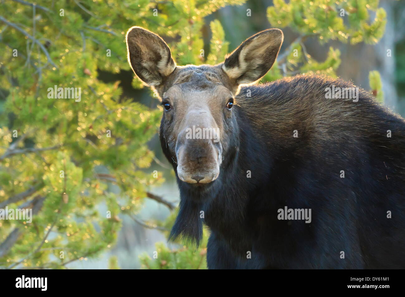 Moose front hi-res stock photography and images - Alamy